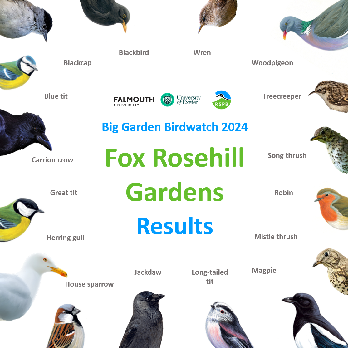 RSPB Big Garden Birdwatch 2024 - Budding news