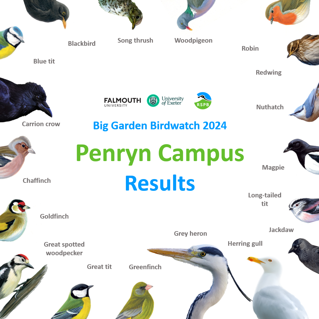 RSPB Big Garden Birdwatch 2024 - Budding news
