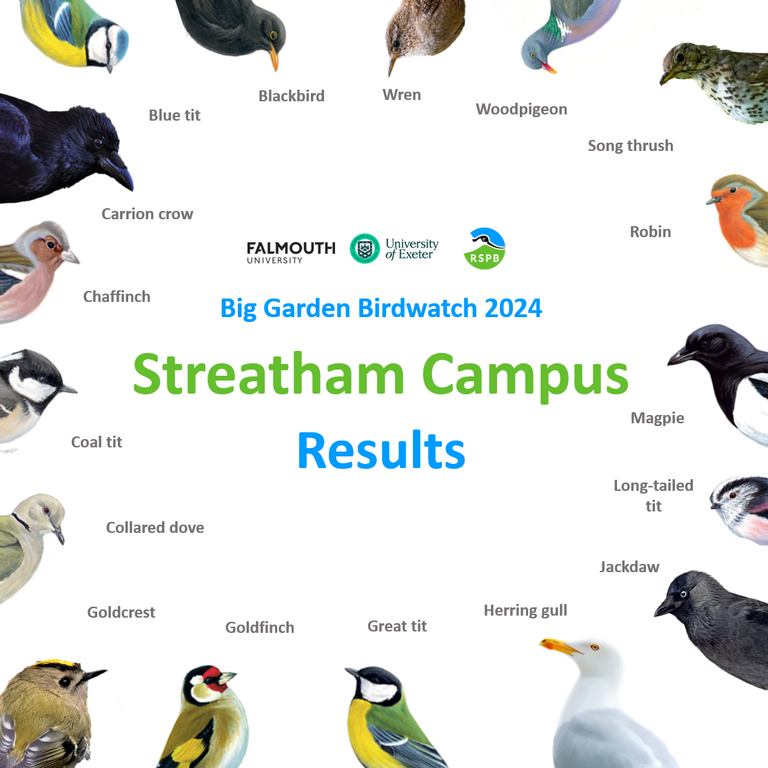 RSPB Big Garden Birdwatch 2024 - Budding news