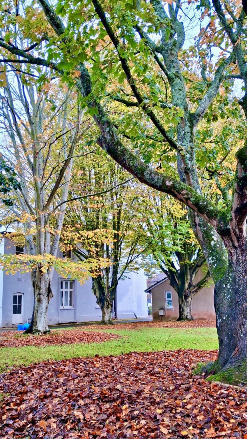 The Tree-mendous Benefits of Tree Leaf Circles - Budding news
