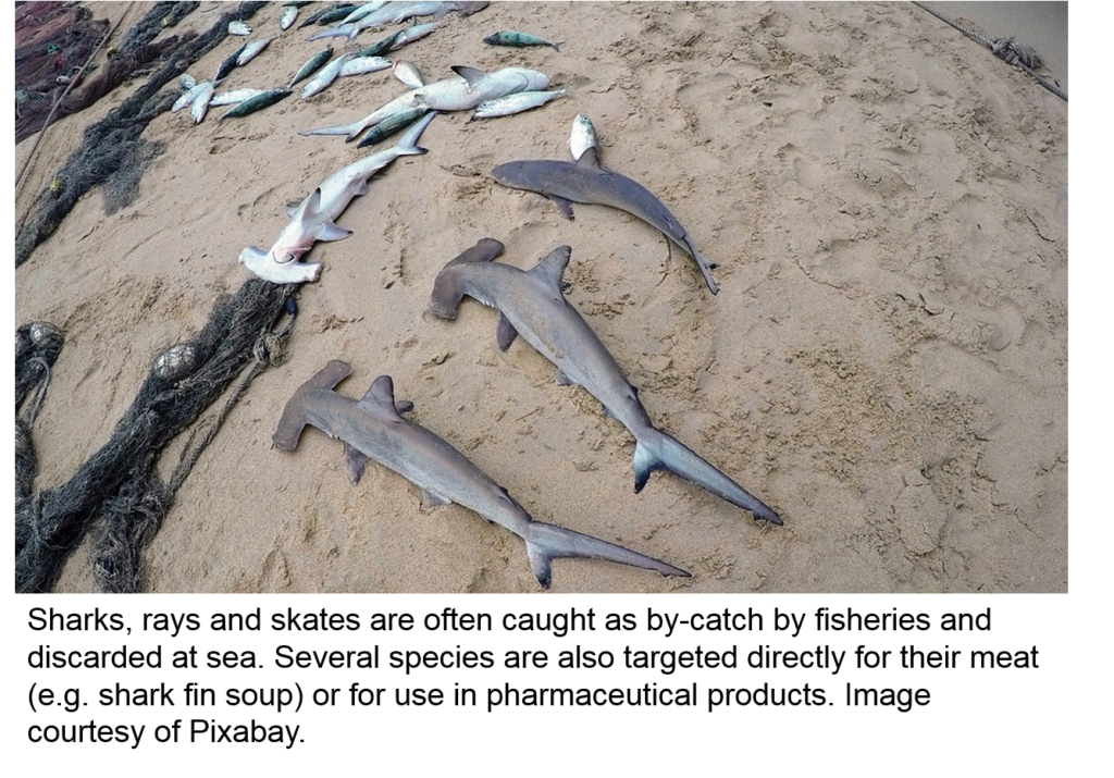 My #ExeterMarine MSc: Skates on thin ice: a phylogenetic study of ...