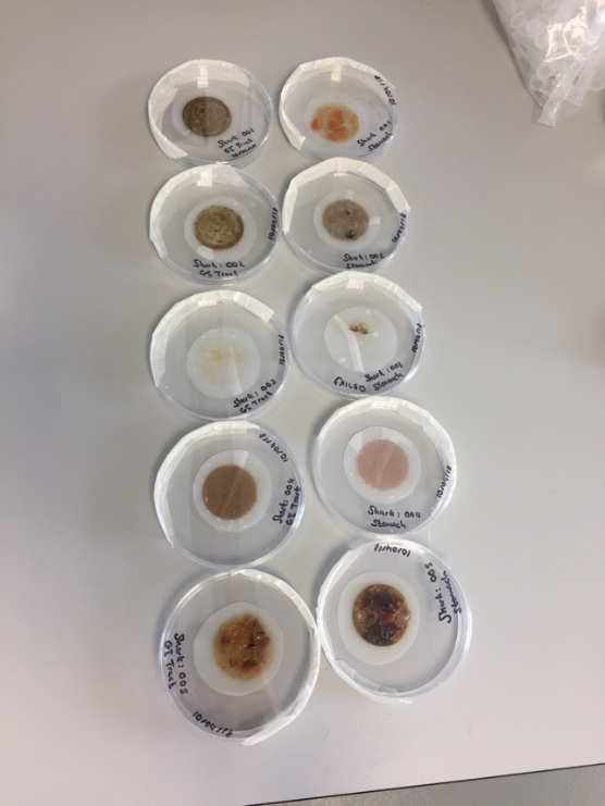 Scientists at Sea Podcast - Microplastics and Sharks with Kristian ...