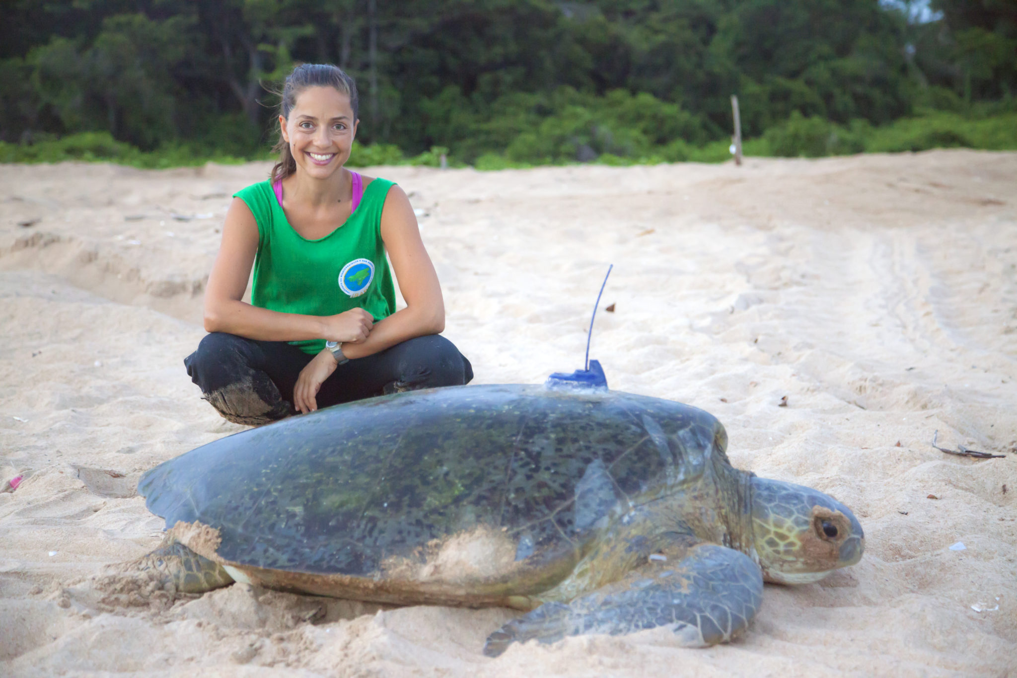 Happy #SeaTurtleWeek! Check out these turtle-y awesome Sea Turtle ...