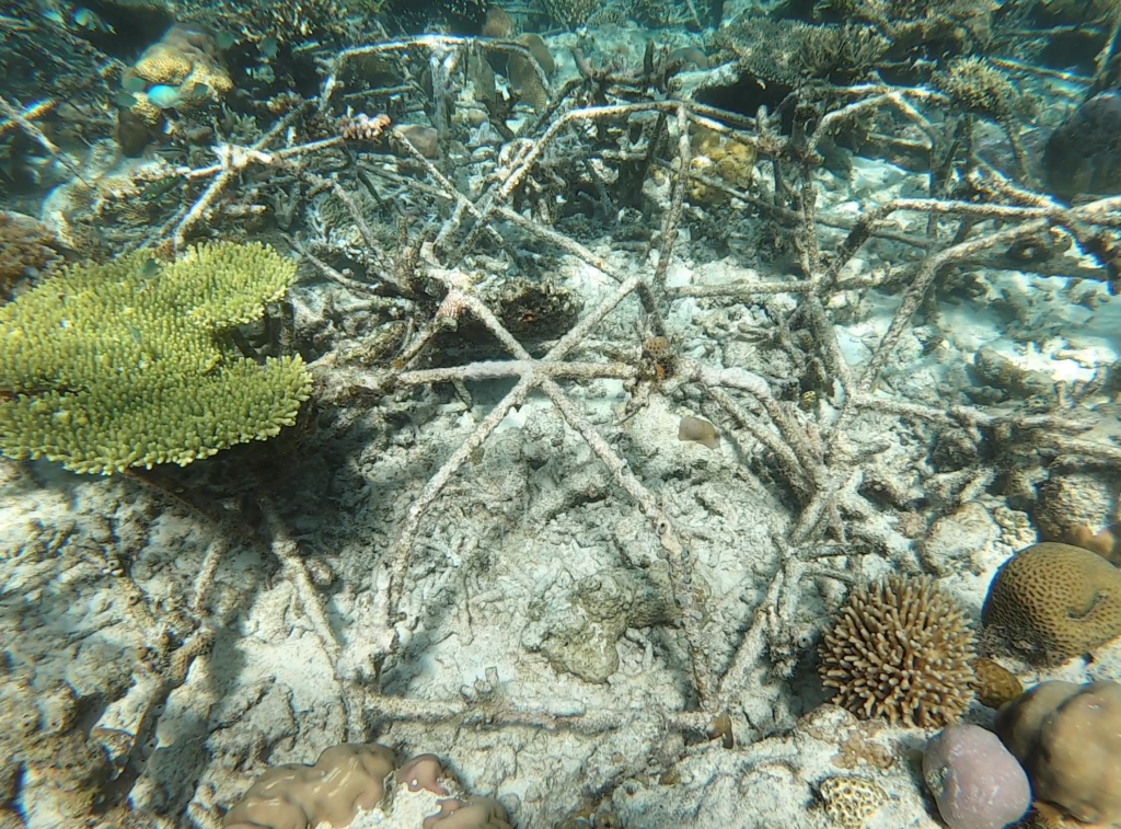 A Day in the Life of a Marine Bioacoustics Intern - Exeter Marine