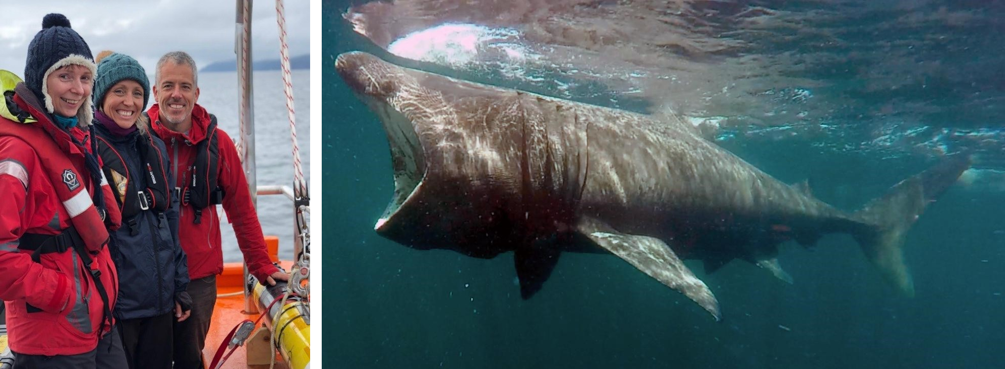 A Field Season of Basking Shark Research in the Sea of Hebrides 2019 ...