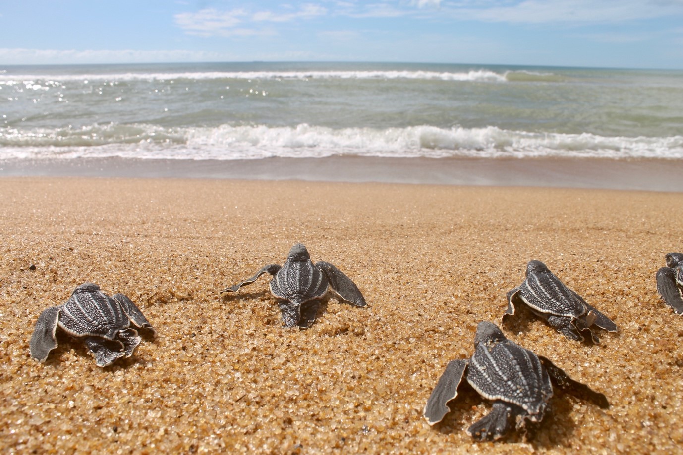 World Turtle Day 2023: Meet Team Turtle! - Exeter Marine