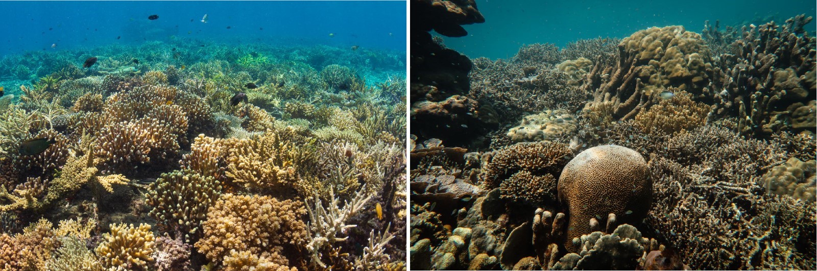 Reef restoration can bring back important ecosystem functions - Exeter ...