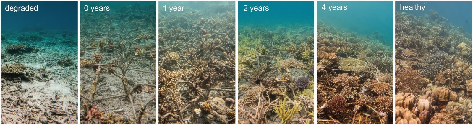 Reef restoration can bring back important ecosystem functions - Exeter ...