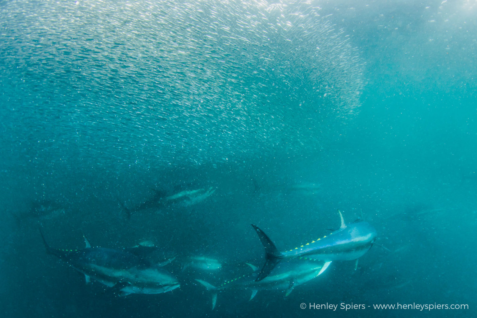 Atlantic bluefin tuna: Feeding the Comeback - Exeter Marine