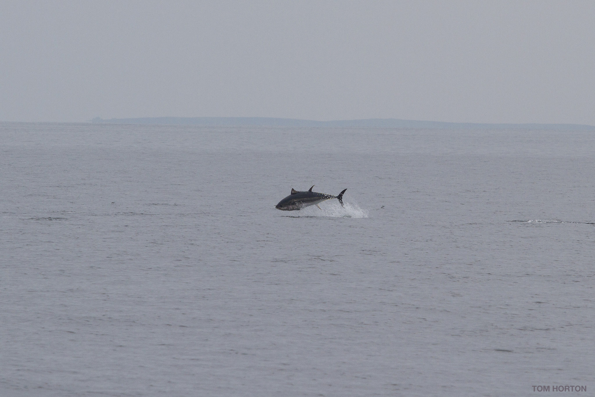 Atlantic bluefin tuna: Feeding the Comeback - Exeter Marine