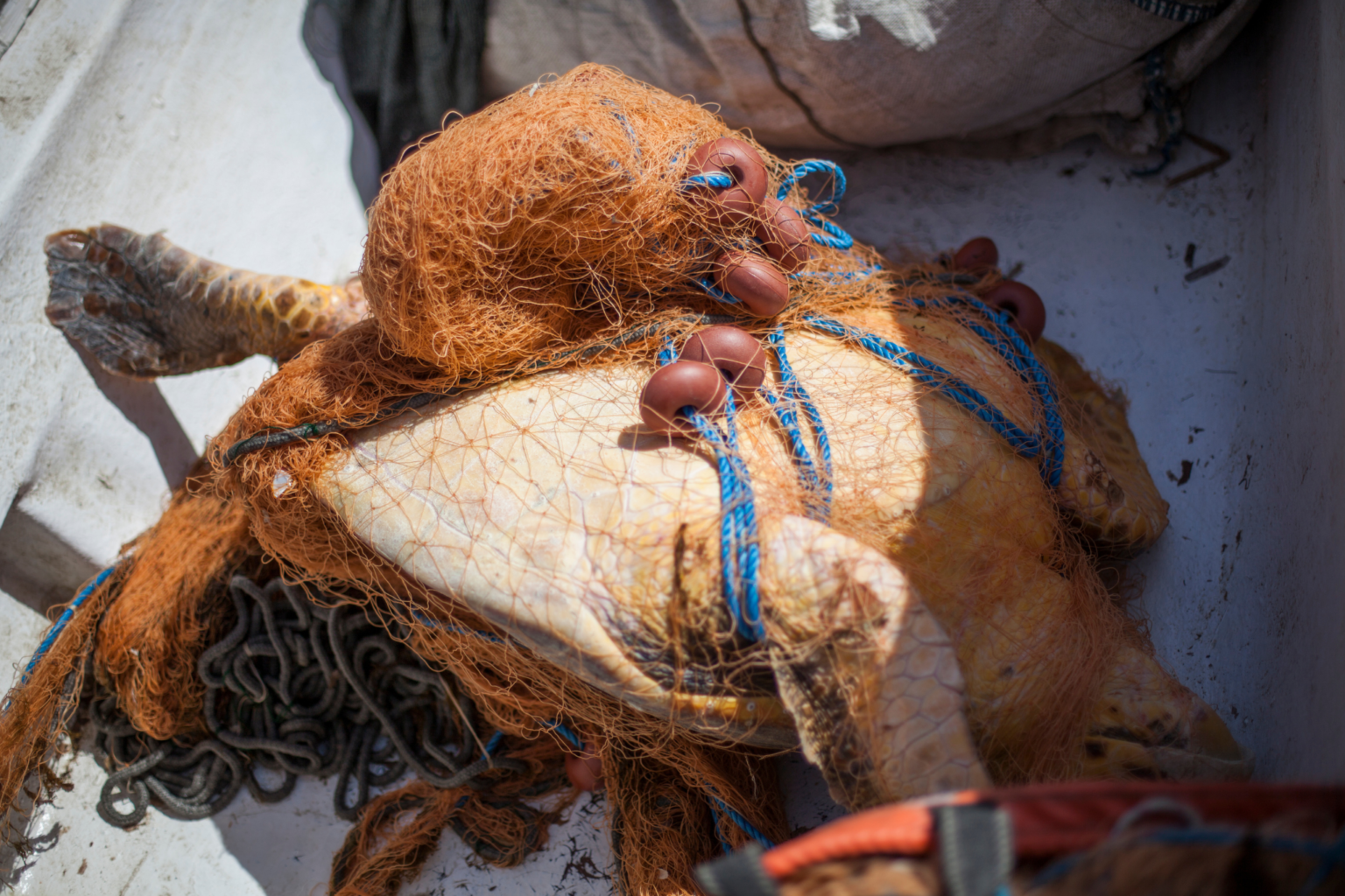 Research in Focus: Bycatch reduction technologies with Fishtek Marine ...