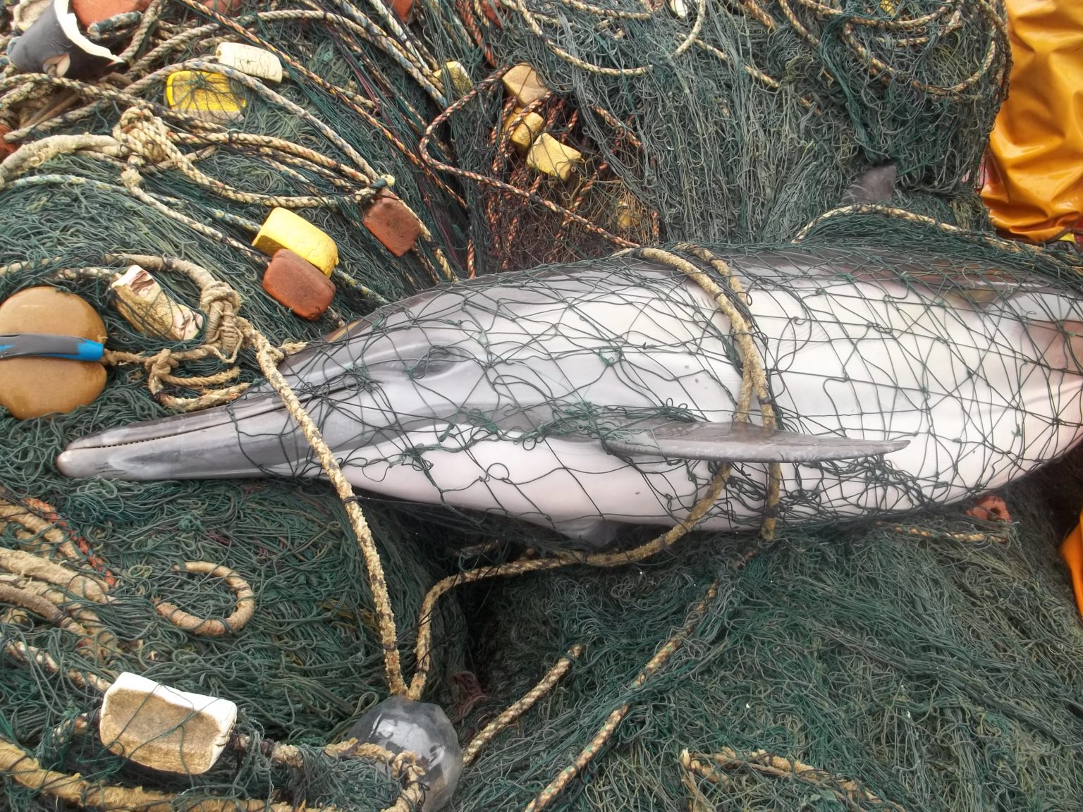 Research in Focus: Bycatch reduction technologies with Fishtek Marine ...