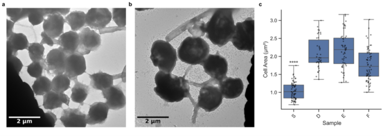 The Invisible Ocean War: How Tiny Viruses Shape Our Planet's Climate ...