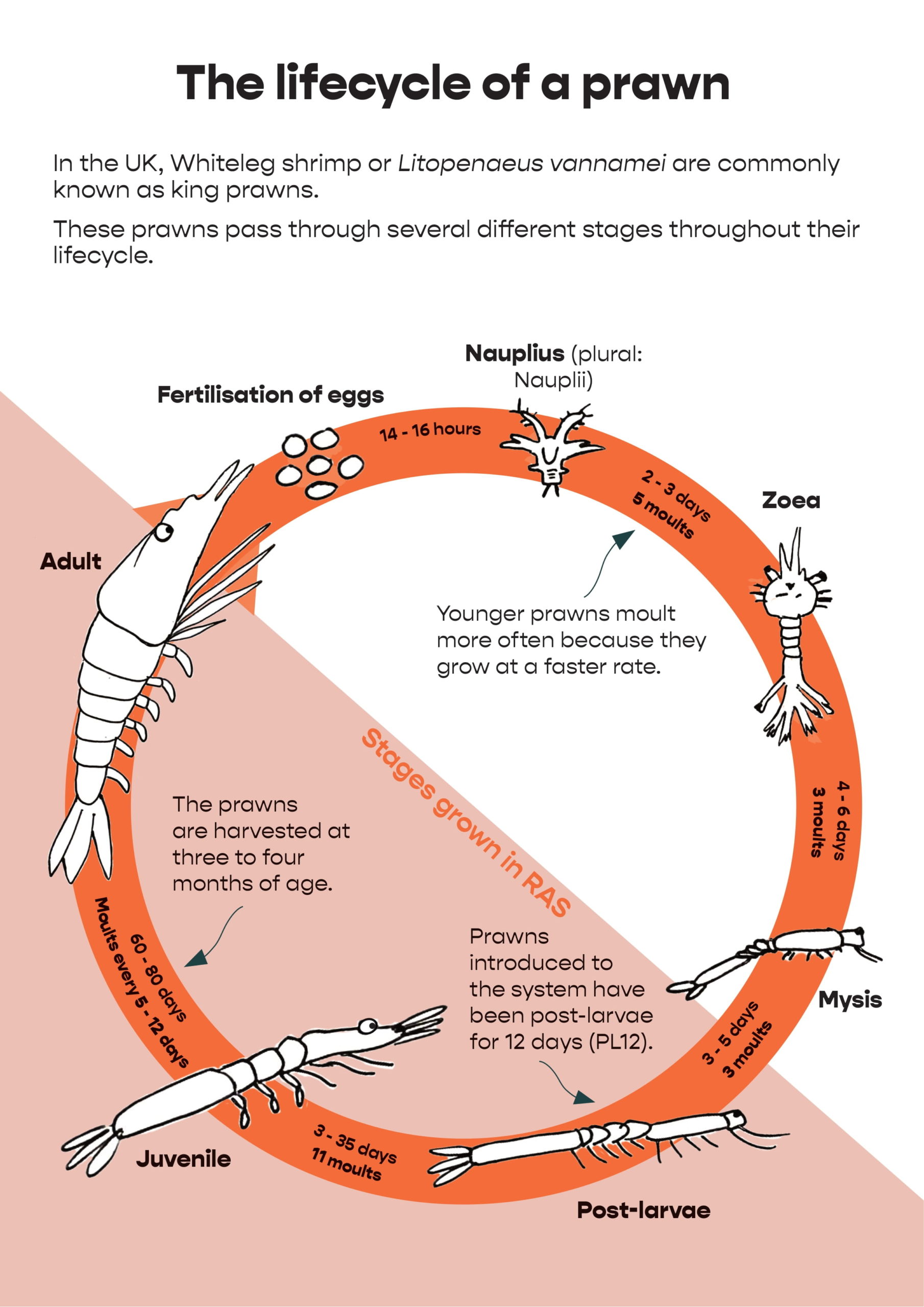 Demonstrator > The UK Sustainable King Prawn Project