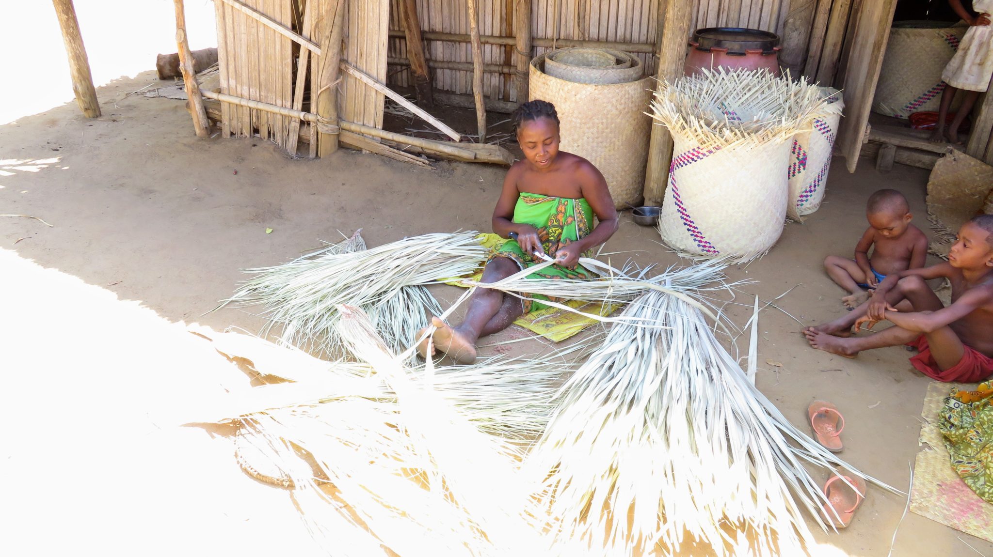 The global abundance of palm trees > Ted Feldpausch Research Group