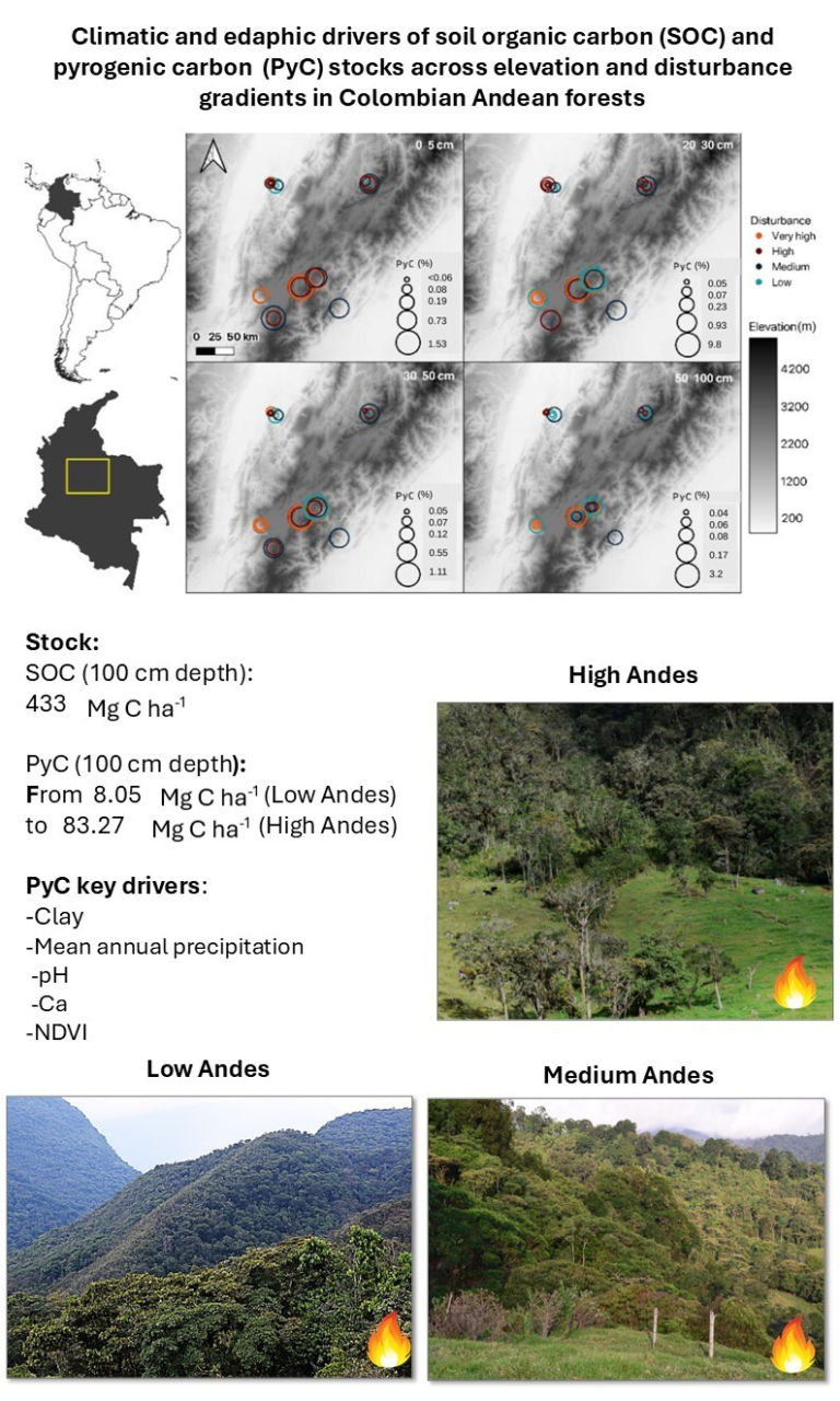High-elevation tropical forest soils in Colombian Andes store nine ...