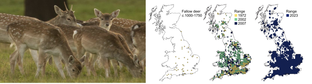 Fallow Deer History > Virtuous Venison